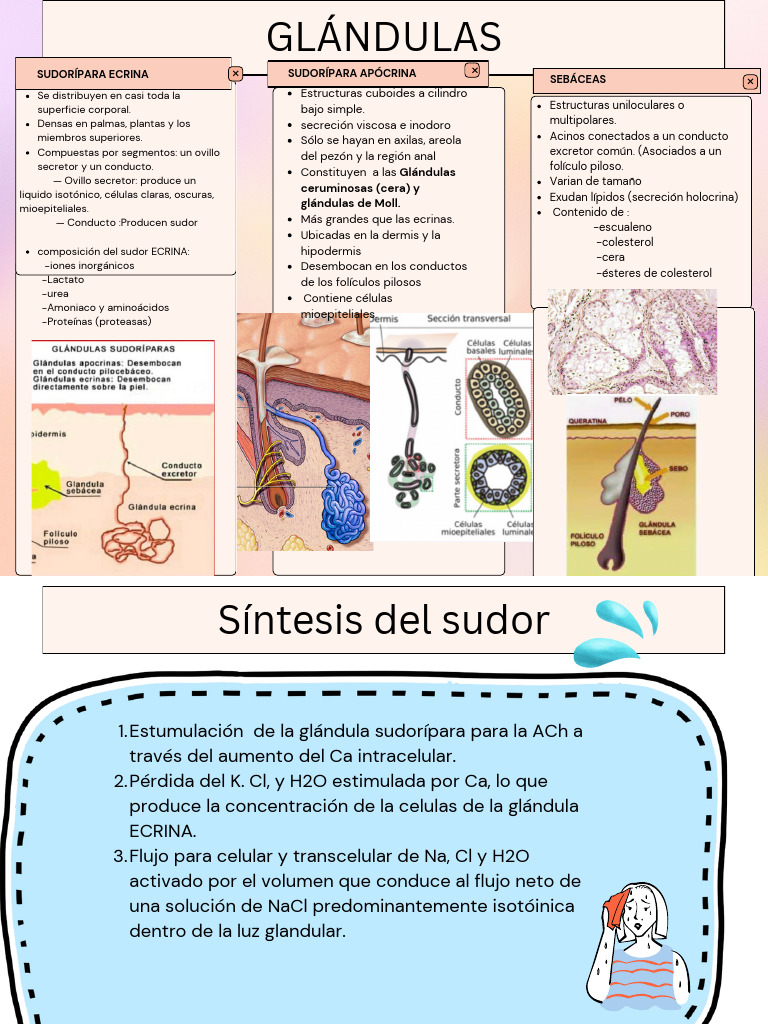 Glándulas PDF | PDF