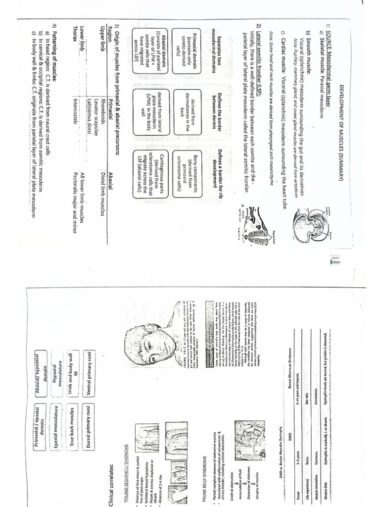 Muscles Embryo Mam Uzma | PDF