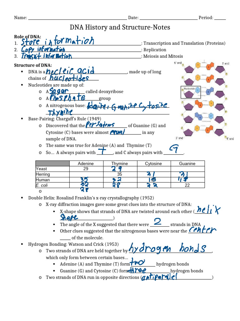 1 DNA notes and model | PDF