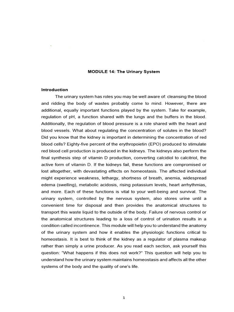 Module 14 The Urinary System | PDF