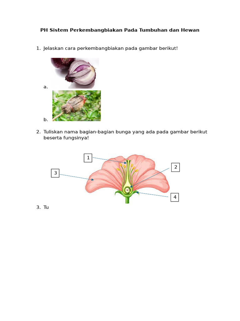 PH Sistem Perkembangbiakan Pada Tumbuhan Dan Hewan | PDF