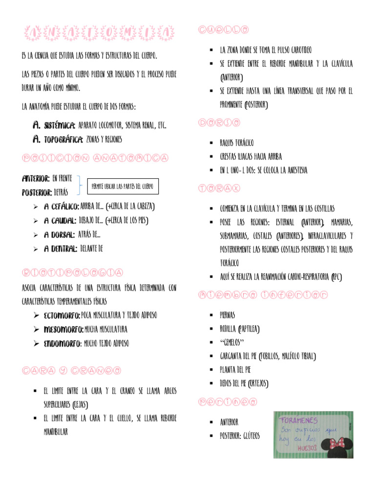 ANATOMIA resumen mio | PDF