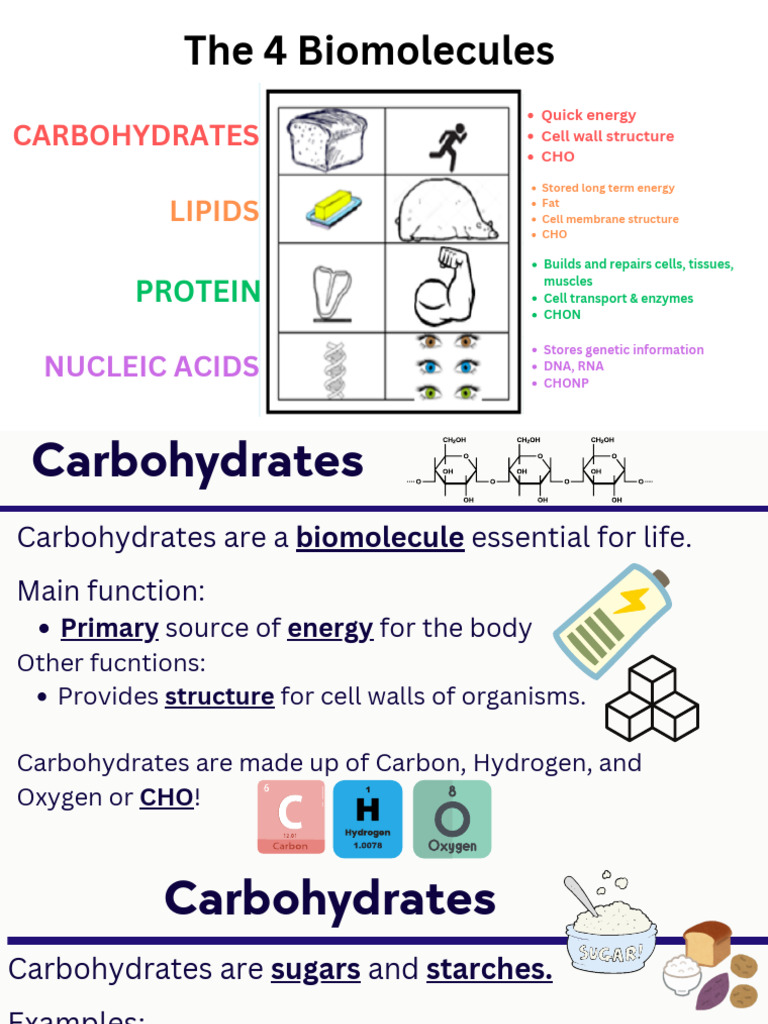 Biomolecules Review 24-25 | PDF