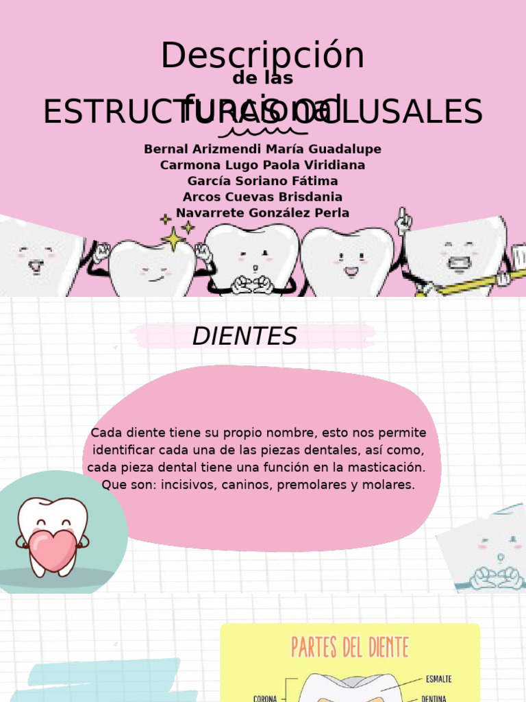 Descripción Funcional de Las Estructuras Oclusales | PDF