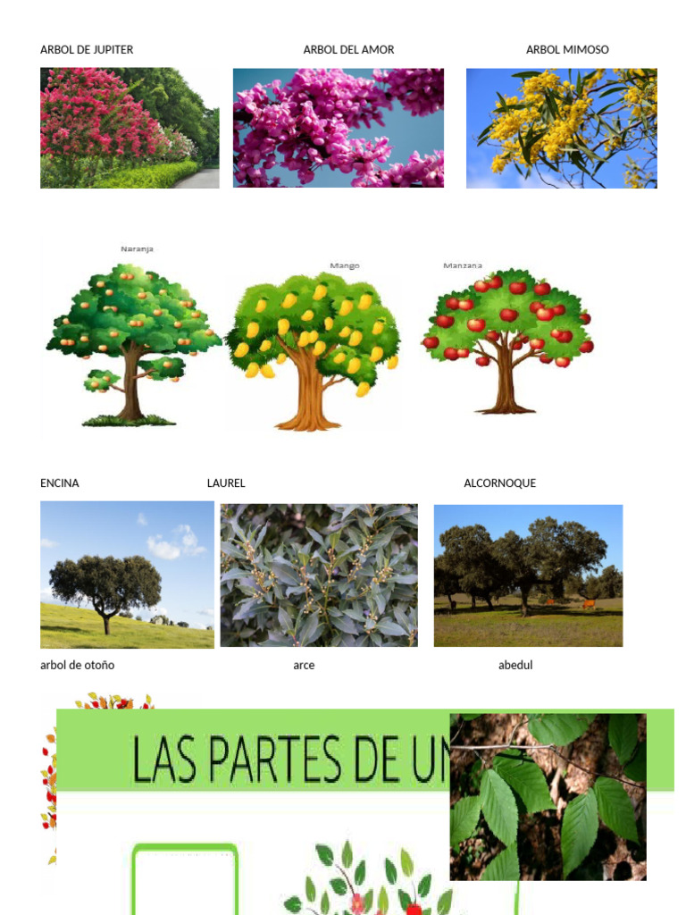 tipos de arboles | PDF