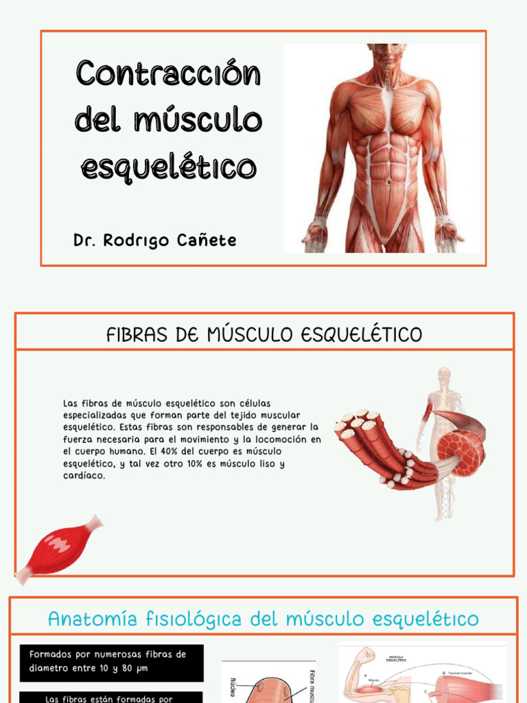 Capitulo 6 Guyton PDF | PDF | Músculo | Contracción muscular