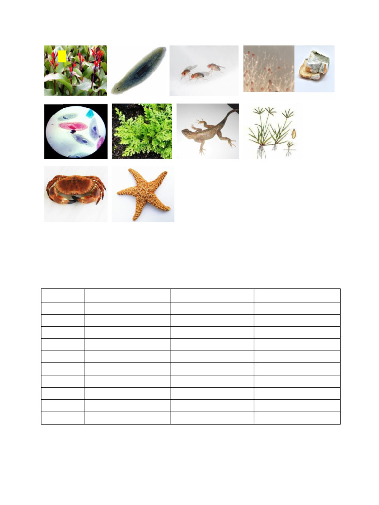 Taxonomy Exercise 2 | PDF
