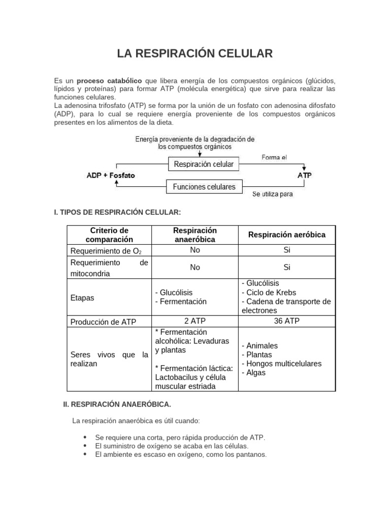 Guia Respiración Celular | PDF