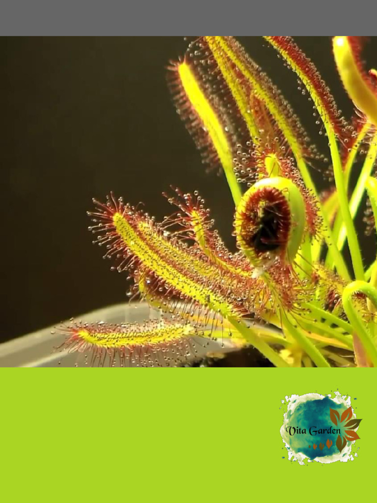 Manual Drosera | PDF