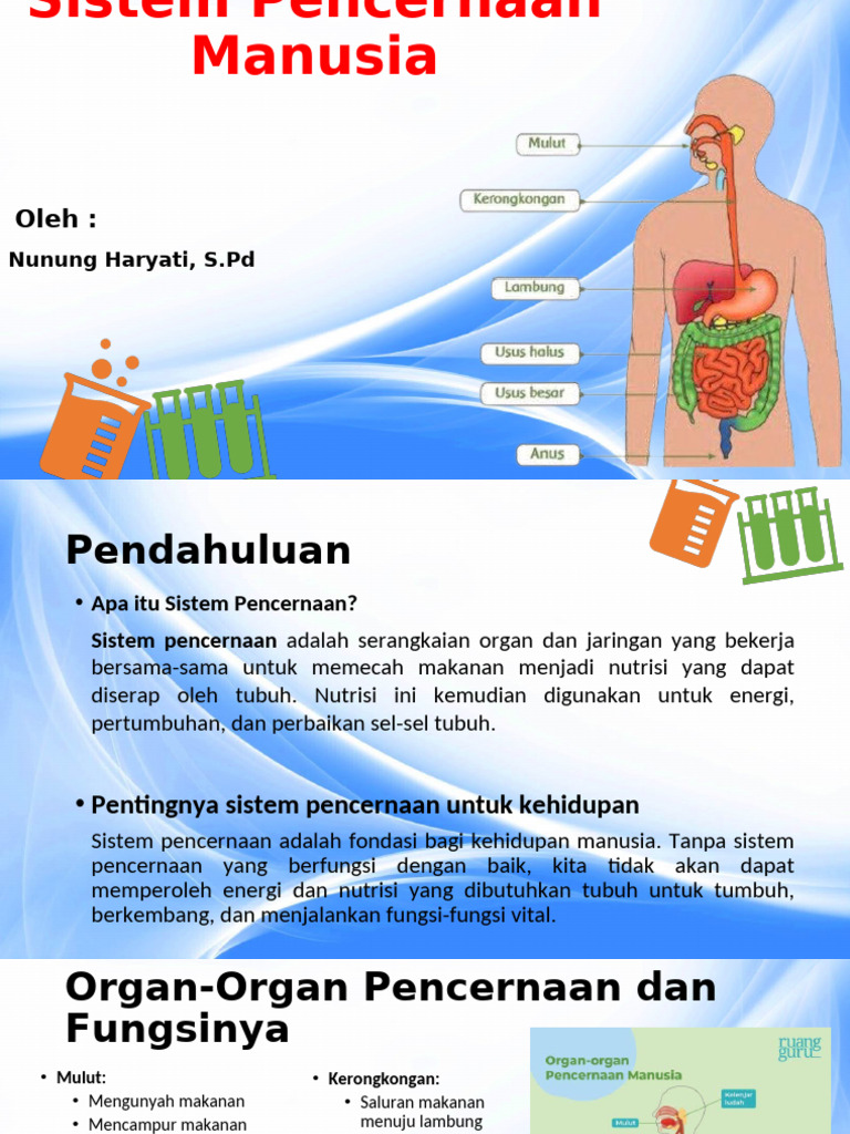 Sistem Pencernaan Manusia | PDF