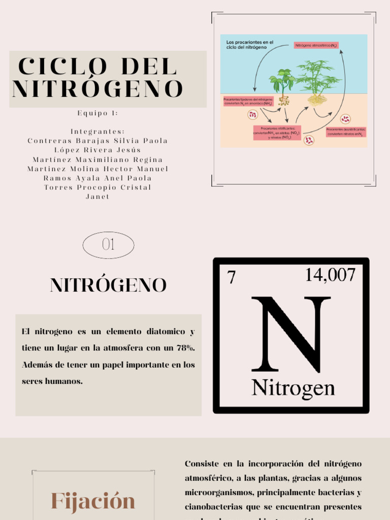 Ciclo Nitrógeno | PDF