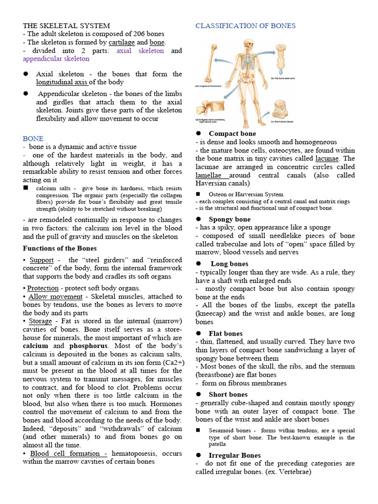 The Skeletal System | PDF