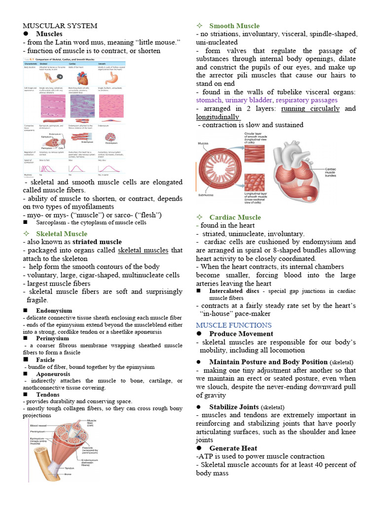 Muscular System | PDF