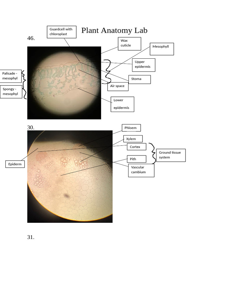 Plant Anthomy Lab | PDF