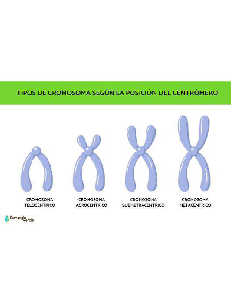 Tipos de Cromosomas 3670 1 600 | PDF