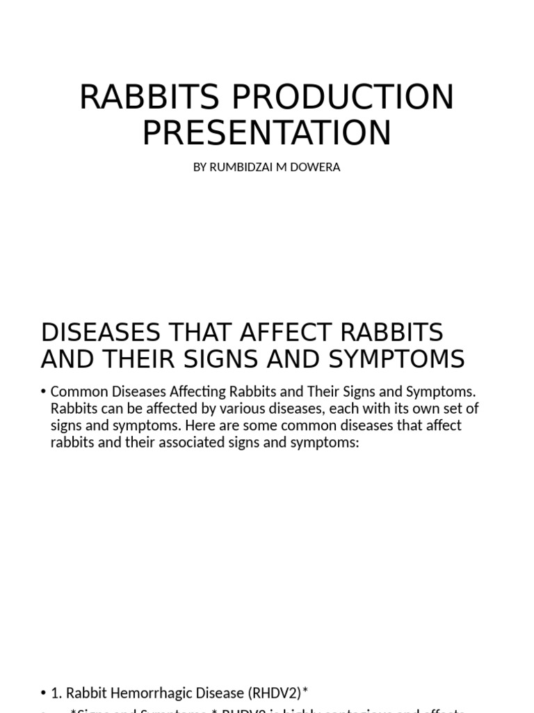 Rabbits Production Presentation | PDF