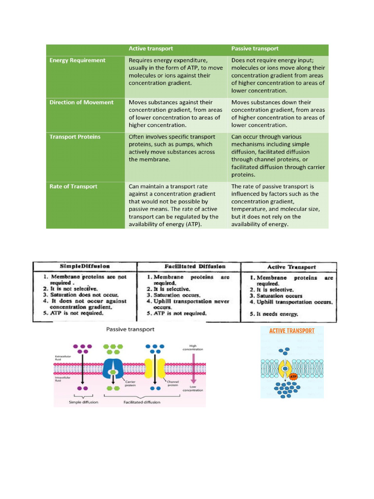 Active Passive Transport Difference | PDF
