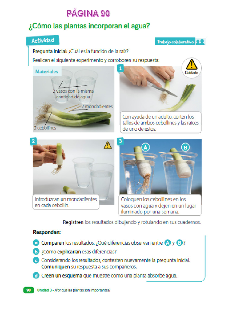 Experimentos Unidad de Las Plantas | PDF