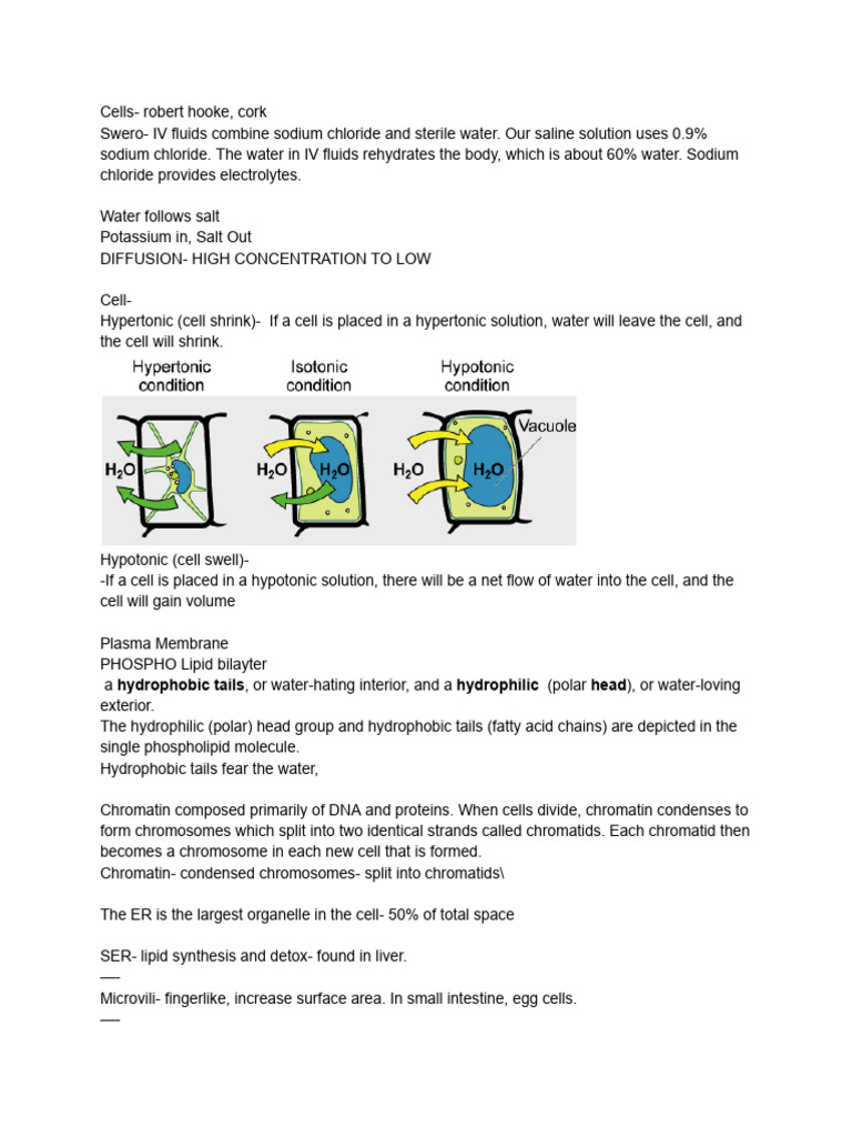 Cells-robert-hooke-cork | PDF
