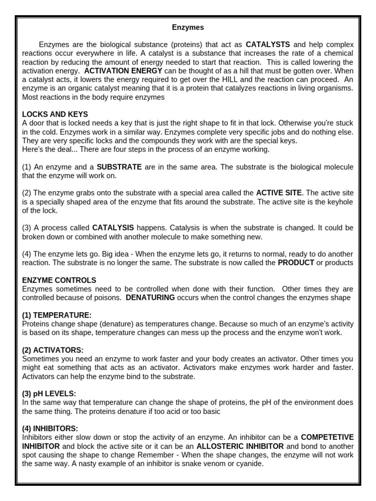 Enzymes Worksheet Student | PDF