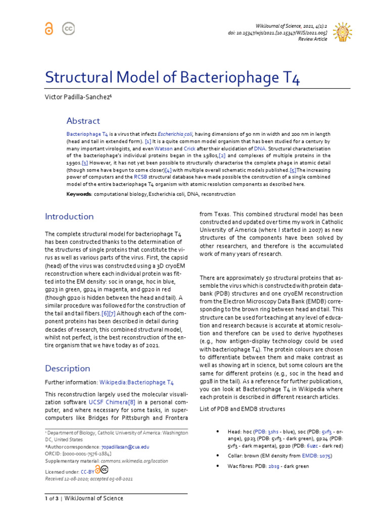 Structural Model of Bacteriophage T4 | PDF
