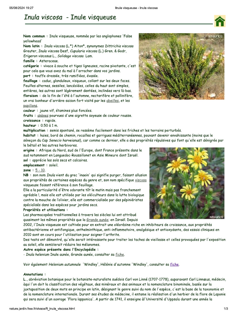 Inula Viscosa | PDF