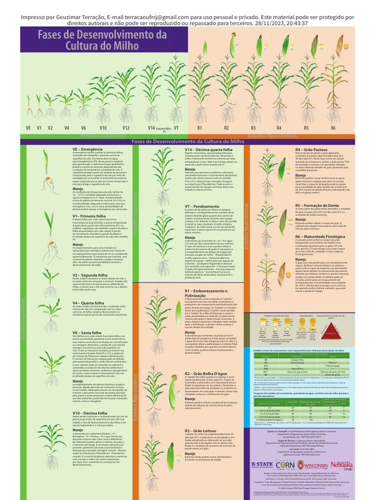 Fenologia Do Milho | PDF