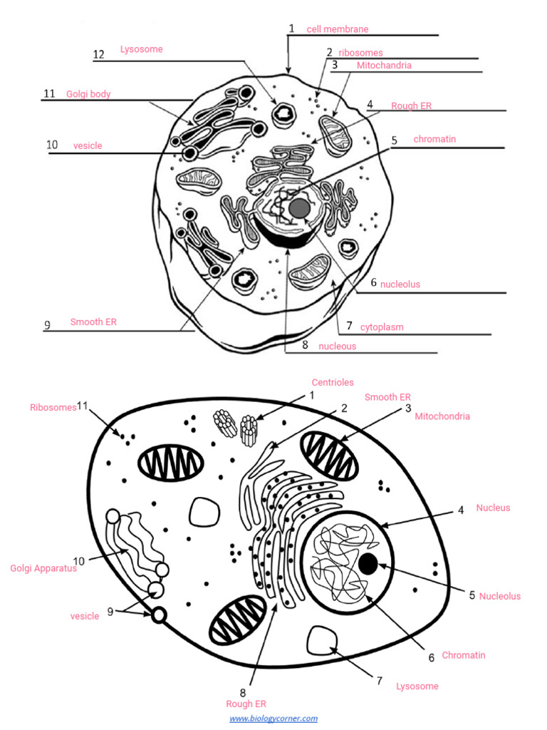 Kami Export - Copy of Cell Labeling (x2) | PDF