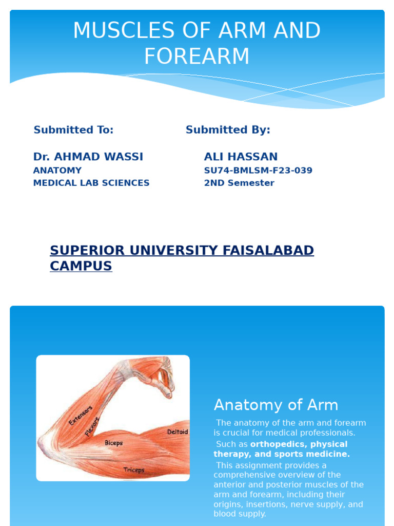 Muscles of Arm and Forearm Ali Hassan-1 | PDF