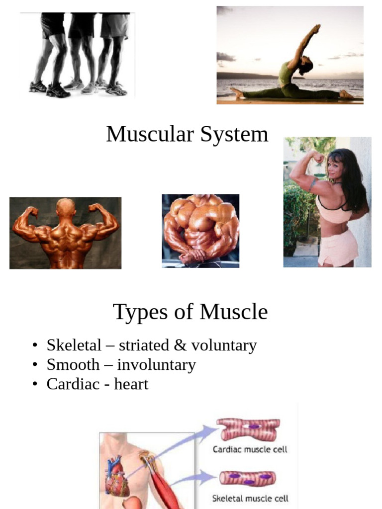 Muscular System 7.2mb | PDF