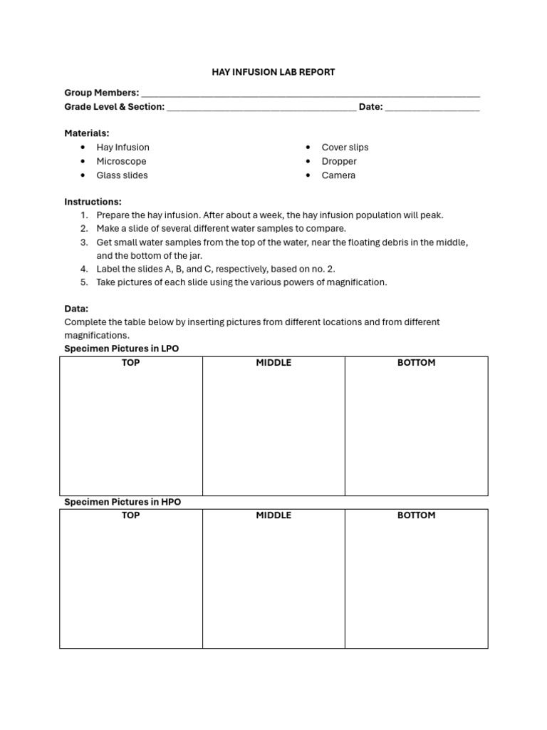 Hay Infusion Lab Report | PDF