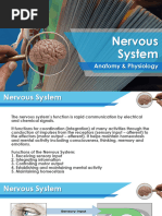 Nervous System Vocabulary Overview | PDF | Neuron | Nervous System