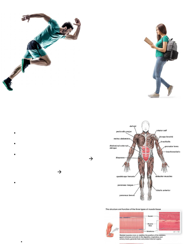 Muscular System | PDF