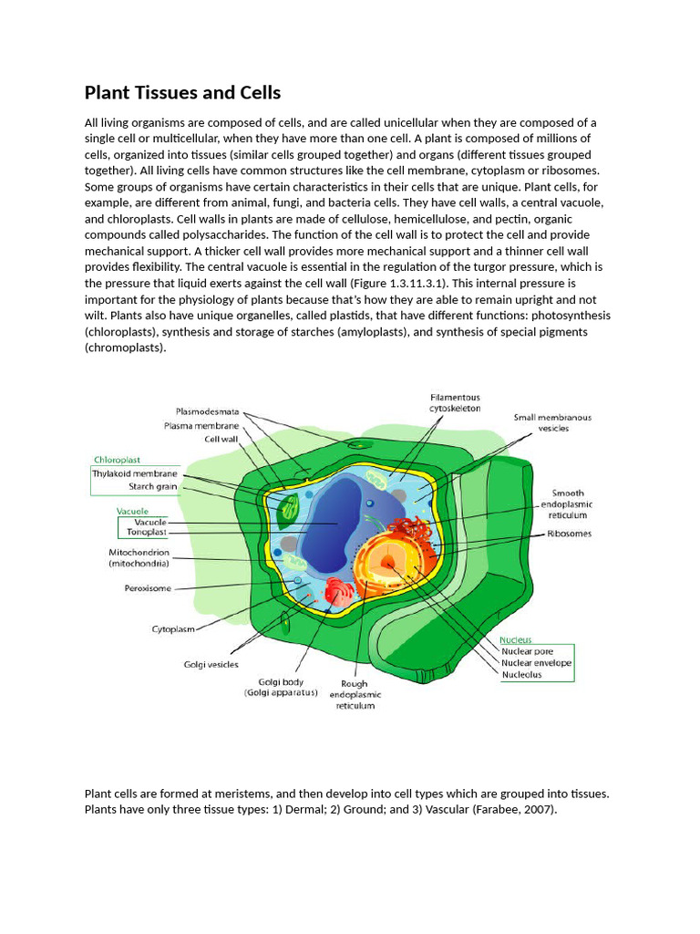 Overview of Plant Tissues and Cells | PDF | Tissue (Biology) | Home ...