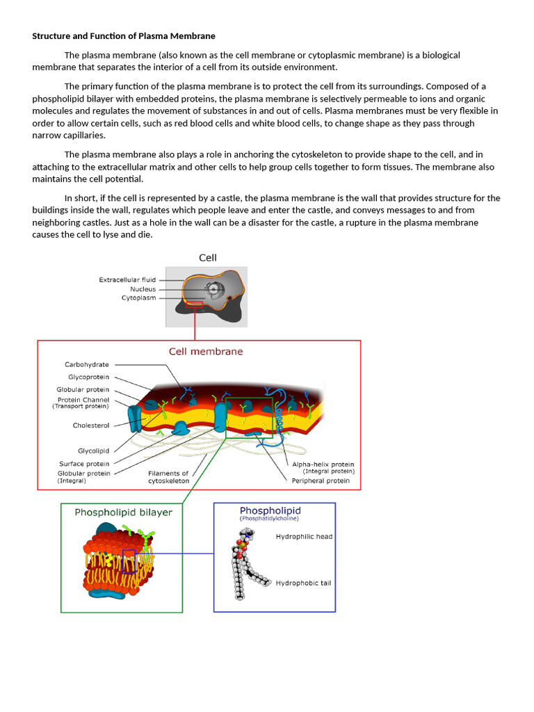 Structure and Function of Plasma Membrane | PDF | Cell Membrane ...