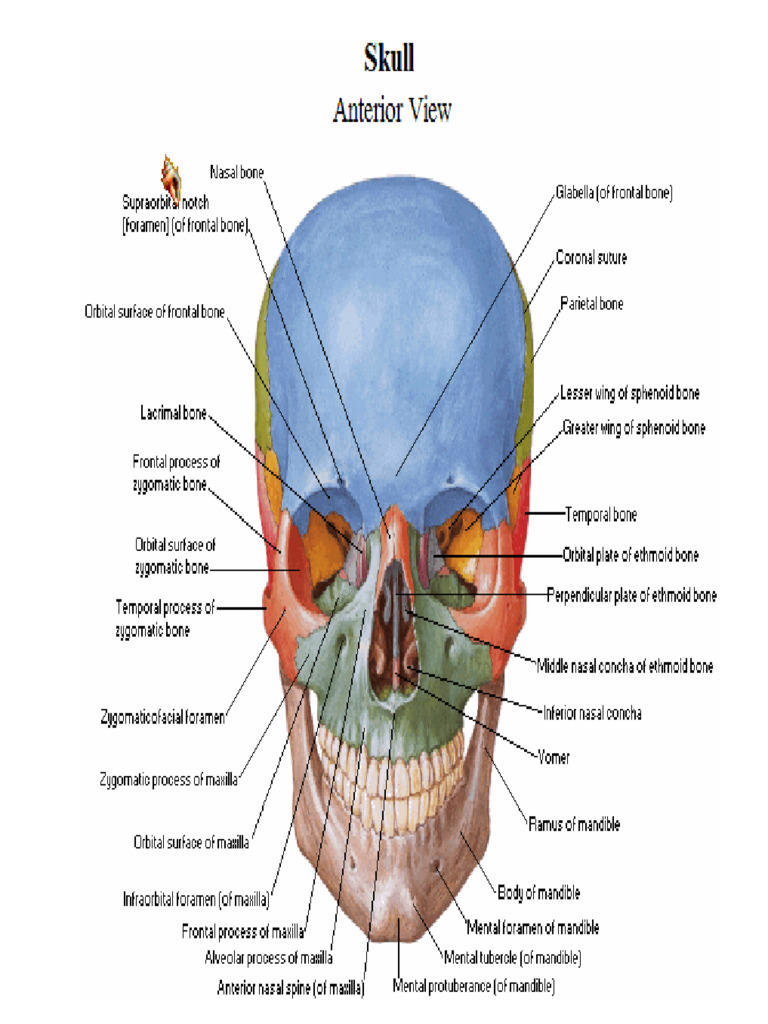 Netter S Anatomy Atlas | PDF