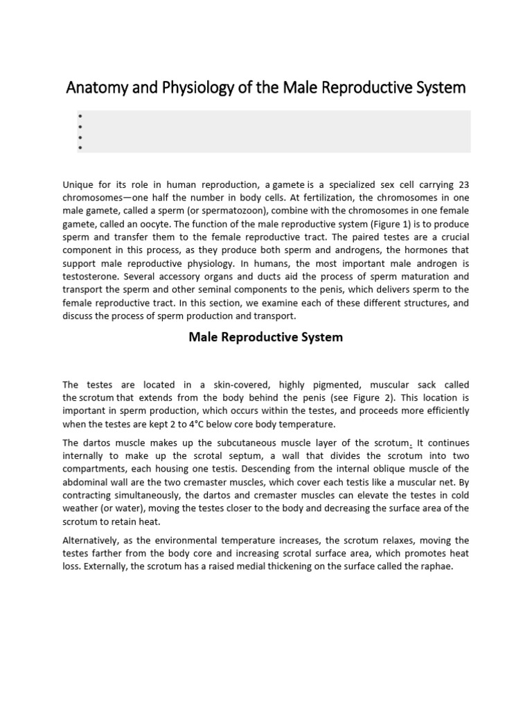 Anatomy and Physiology of The Male Reproductive System | PDF