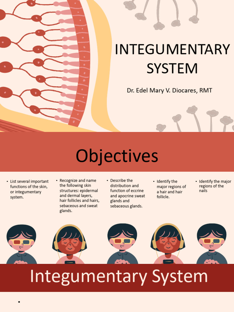 Chapter 4 Integumentary System | PDF