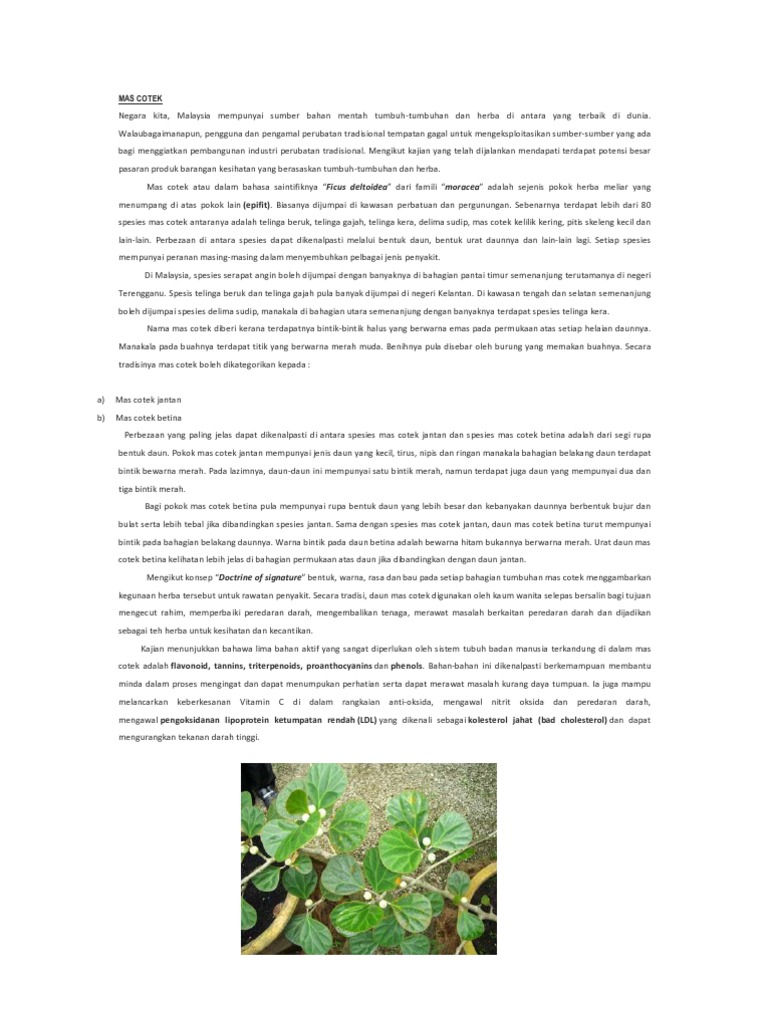 Herba Tempatan | PDF