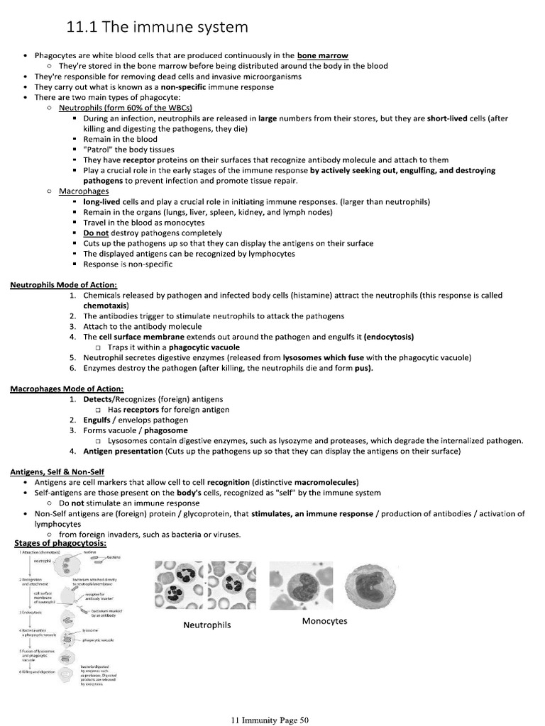 Immunity Summary | PDF
