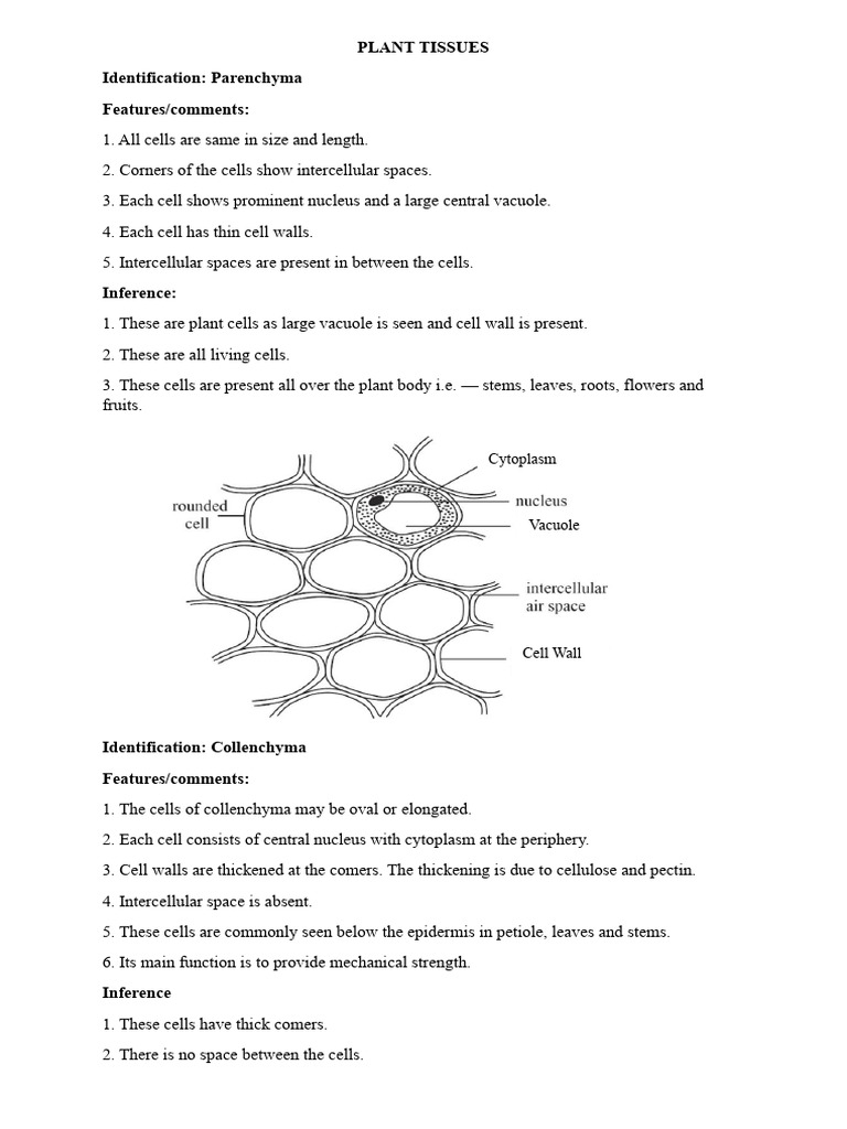 Plant Tissues Experiment | PDF