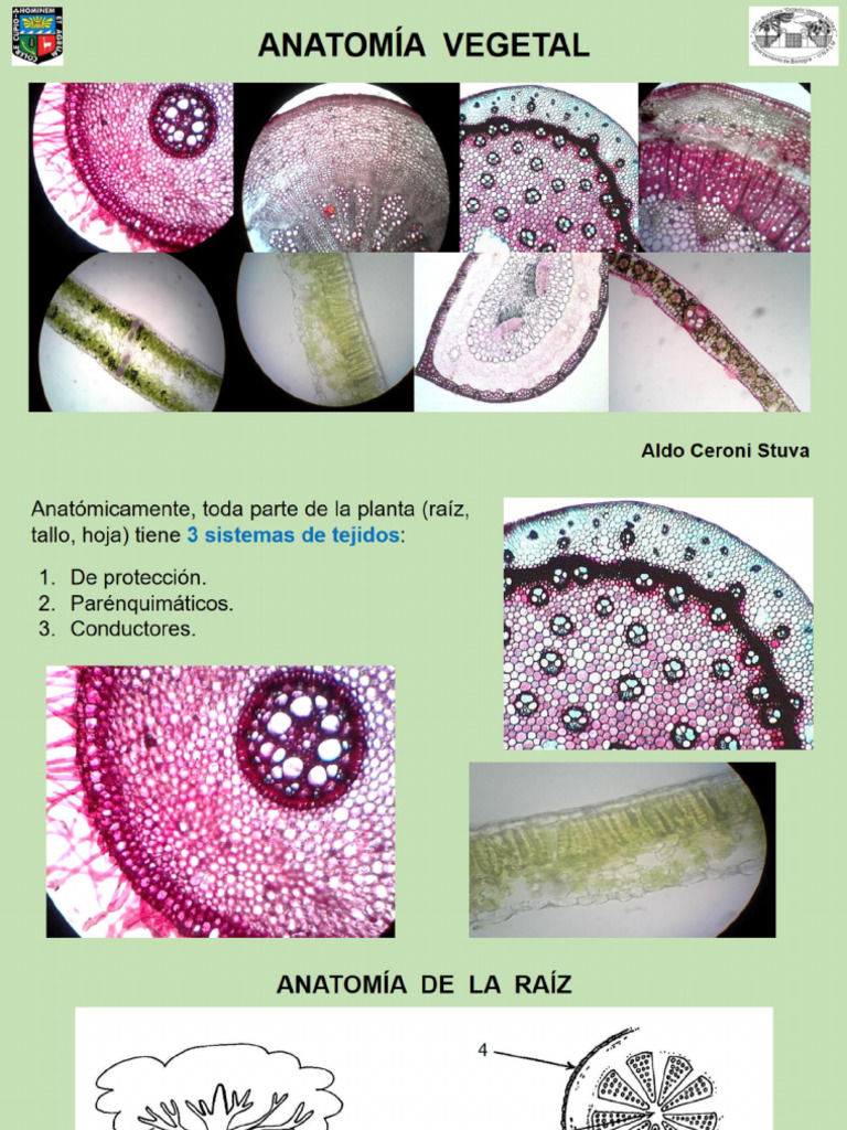 Anatomía Vegetal | PDF