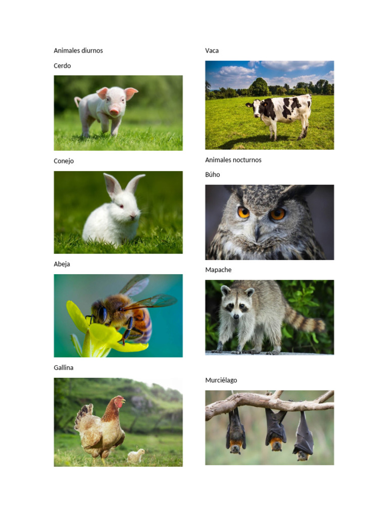 Animales Diurnos | PDF