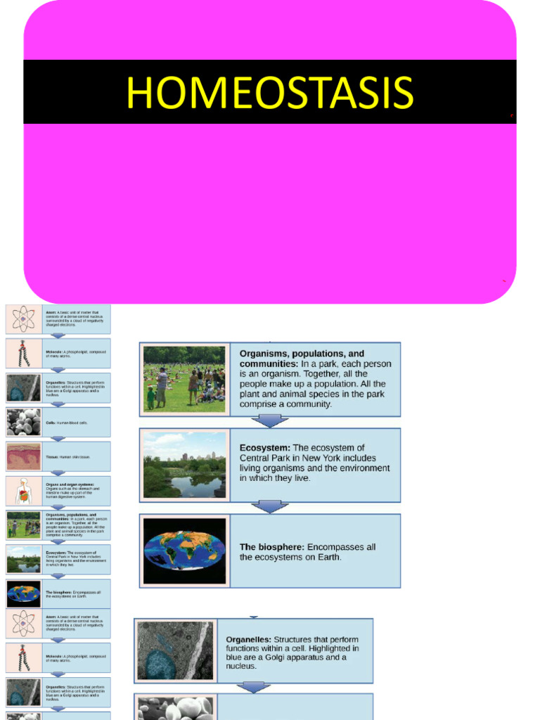Homeostasis 1 | PDF