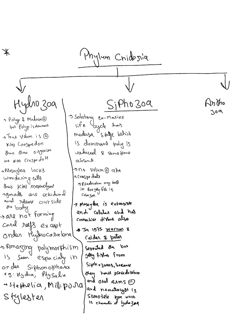 Hylum Hideria | PDF