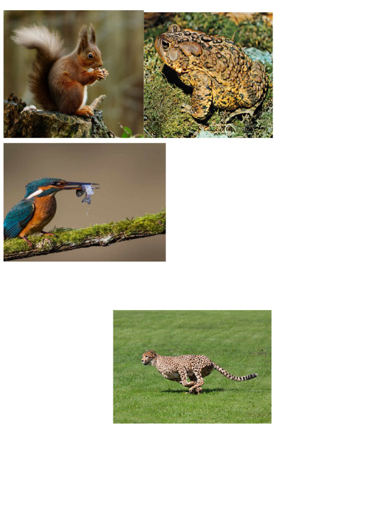 Hungry Animals | PDF