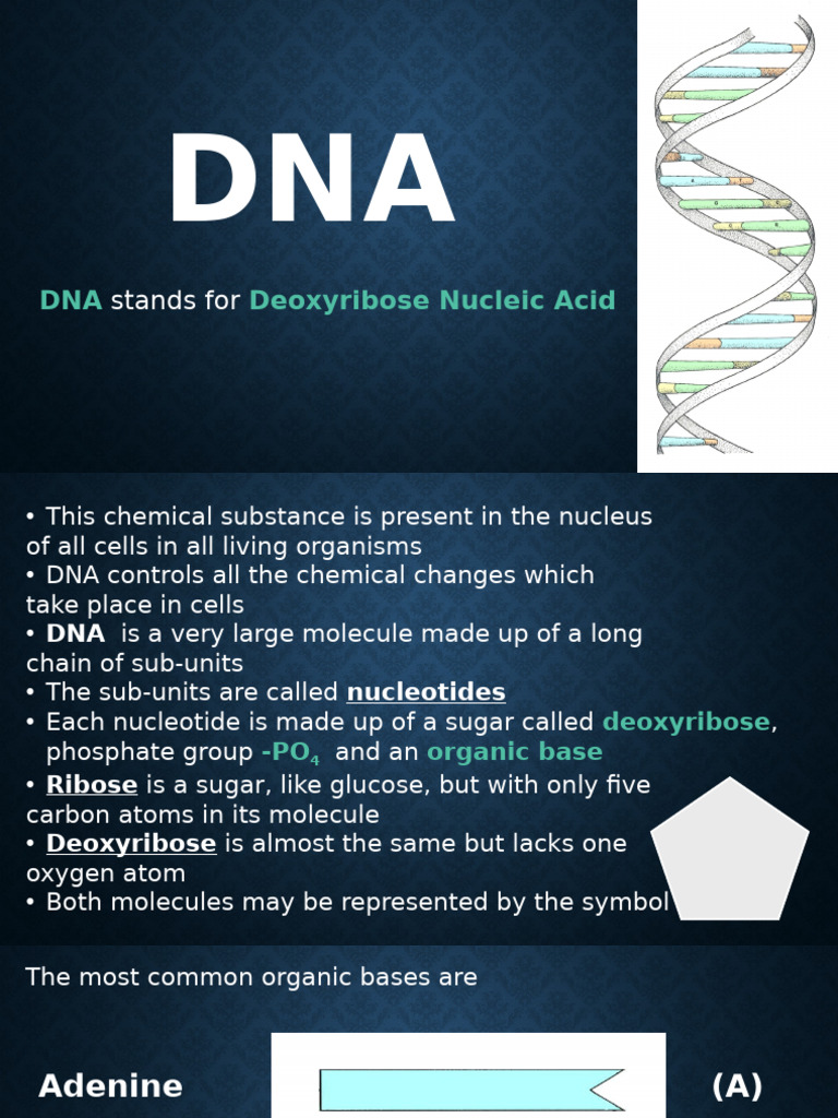 Stands For: DNA Deoxyribose Nucleic Acid | PDF