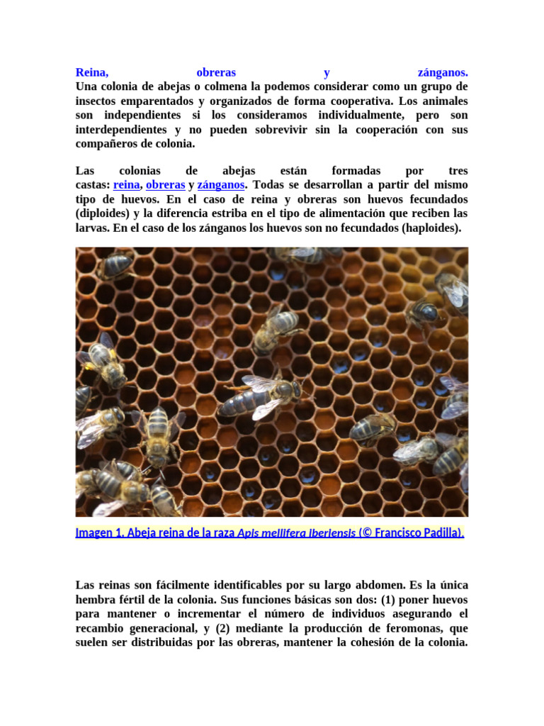 Reina, obrera y zangano | PDF