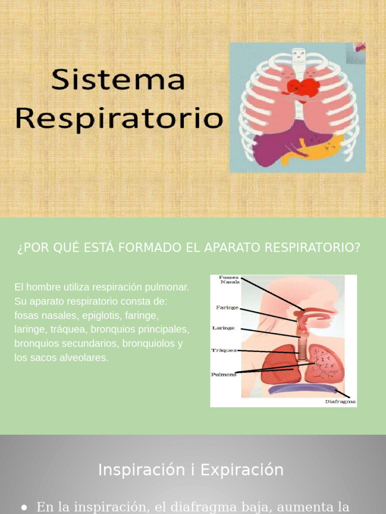 Aparato Respiratorio | PDF