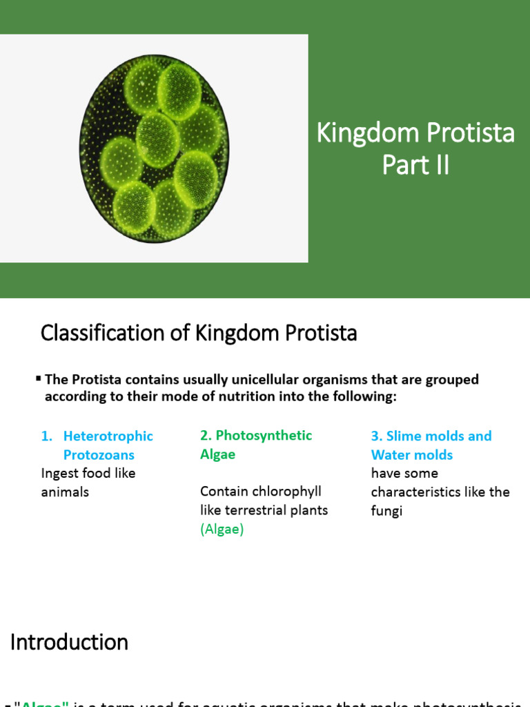 Lab 4 Protista 2 | PDF